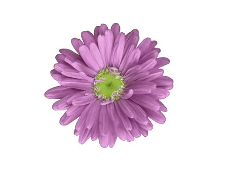 Crop PNG Online Free Tool