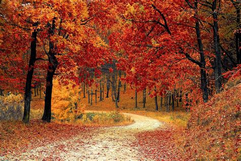 10 Bosques De Castilla Y León Para Recorrer Este Otoño Info Bierzo