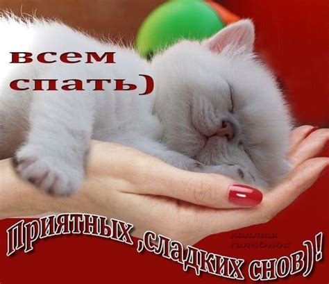 Открытка Всем спать Приятных сладки снов Ночь Спокойной ночи