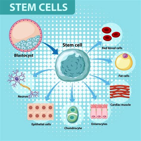 Stem Cells Definition Function Types Applications And Importance