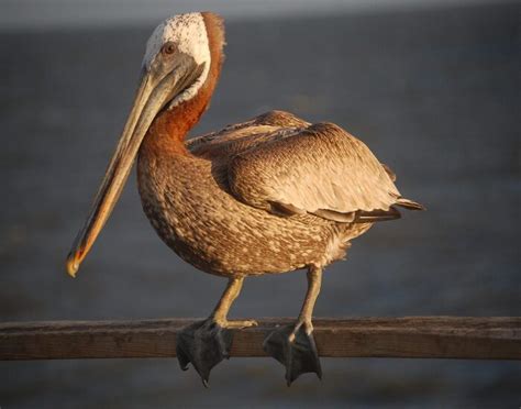 Endangered Birds In The Us Americas Vanishing Avian Species