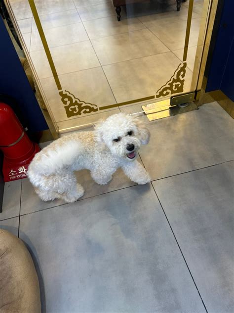 푸숑 누룽지 포메라니안키우는방법 말티즈키우는방법 말티푸키우는방법 푸들키우는방법 먼치킨키우는방법 랙돌키우는방법 브리티쉬숏헤어키우는방법 스코티쉬폴드키우는방법 러시안블루키우는방법