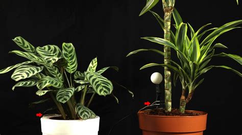 Phytosensor Electrochemical Sap Flow Sensor See Description In Text Download Scientific Diagram