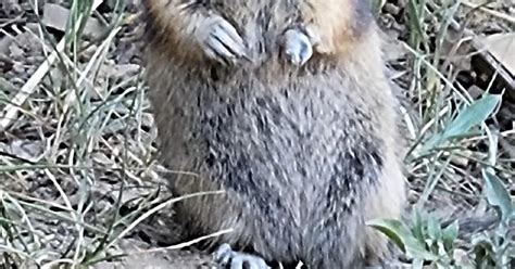 Fat Lil Chipmunk Imgur