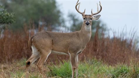 8 Point Deer Illegally Killed In Pennsylvania Game Commission Says