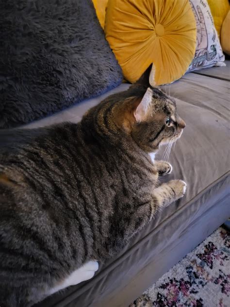 Semiglutide And Sex Drive Rsemaglutide