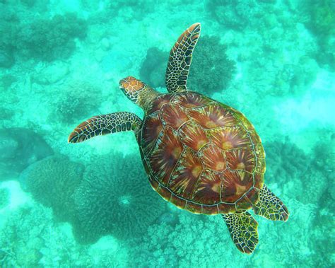 Toys And Games Sean Sea Turtle Toys Pe