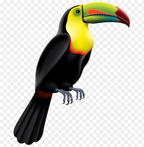 Free Download Hd Png Toucan Bird Toppng