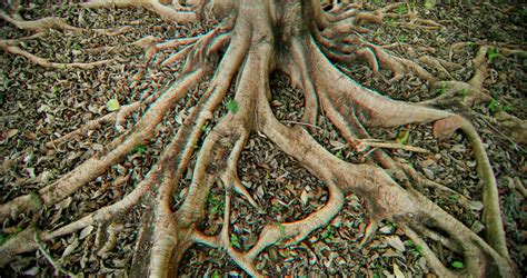 Roots Coming Out From Tree Stock Footage Video Royalty Free Shutterstock