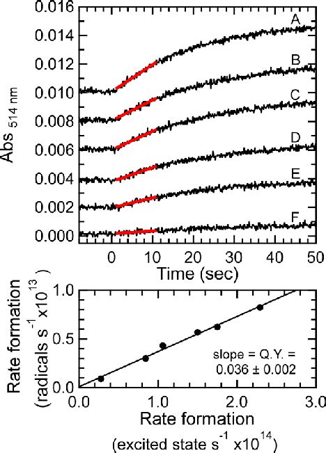 Top Absorbance At 514 Nm Same Curves As Figure 5 And Red Linear Download Scientific