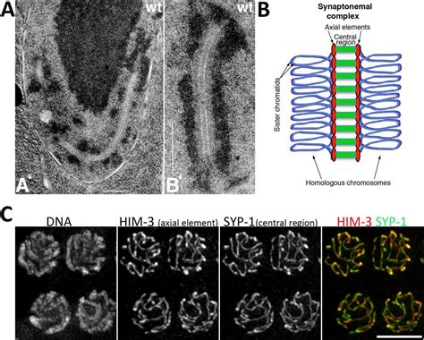 The Ultimate Guide To Reinforcement Cell Structures Answer Key Revealed