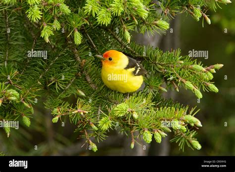Male Western Tanager Piranga Ludoviciana On A Pine Branch Western
