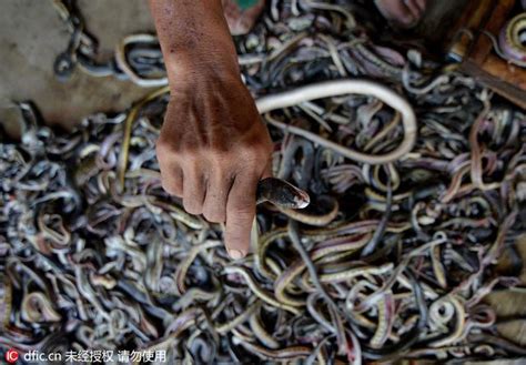 印尼屠蛇场尸体成堆：手剥蛇皮制造奢侈品新浪图片