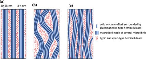 Interpretation Of The Interconnection Between Macrofibrils A Classical Download Scientific
