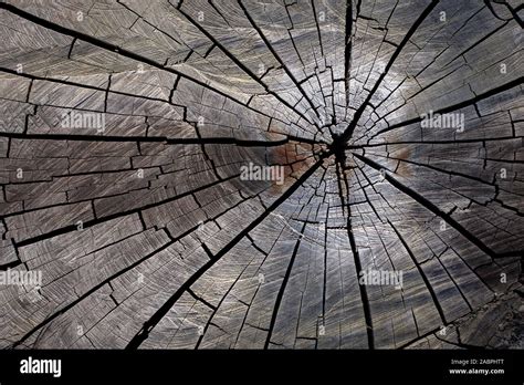 Cross Section Of A Tree Stock Photo Alamy