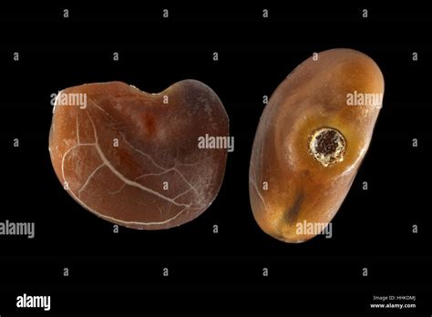 Glycyrrhiza Glabra Liquorice Echtes Süssholz Seeds Close Up Seed