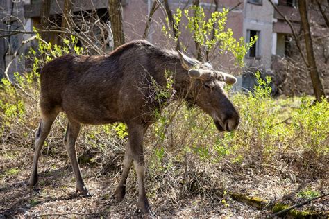 Chernobyls Wildlife The Real Story Isnt The Presence Of Radiation