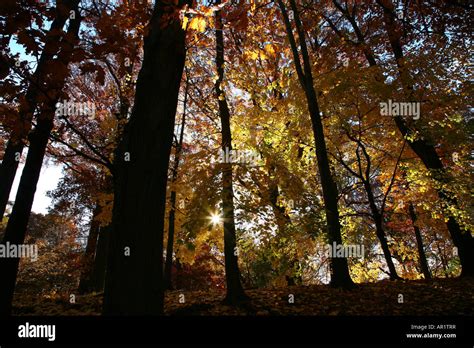 Trees Changing Colors In The Fall Stock Photo Alamy