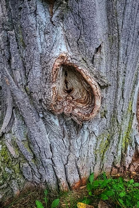 This Tree R Mildlyvagina