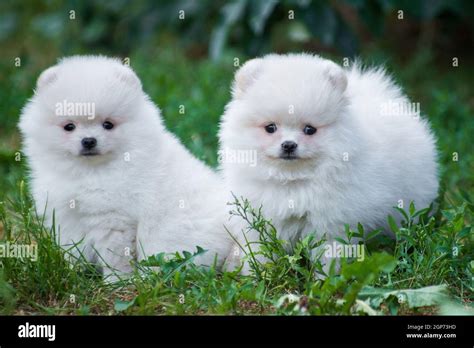 Little Fluffy Puppies