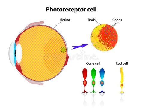 Eye Diagram Labeled Rods And Cones