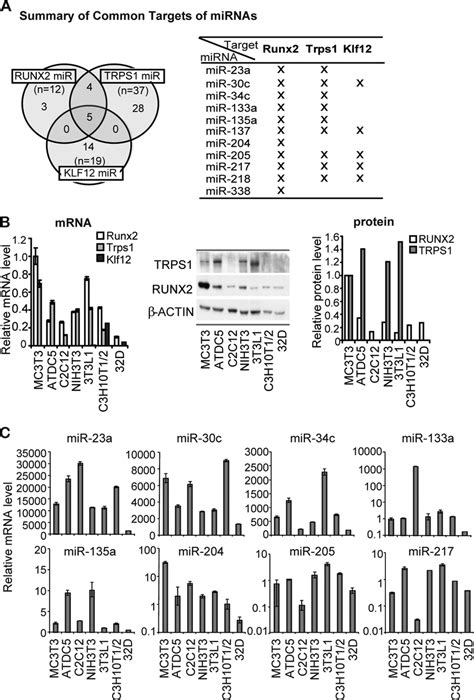 multiple mirnas target runx2 and trps1 and are differentially expressed