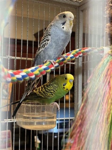 Need Help With Sex Identification R Parakeets