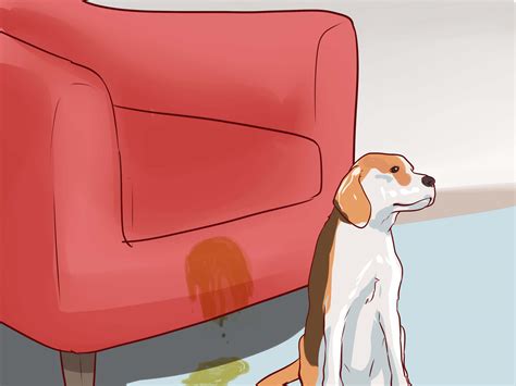 How To Train Beagles With Pictures Wikihow