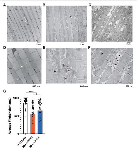 Figure 1 From Loss Of Neurexin 1 In Drosophila Melanogaster Results In Altered Energy Metabolism