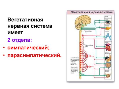 Соматическая и вегетативная нервная система презентация онлайн