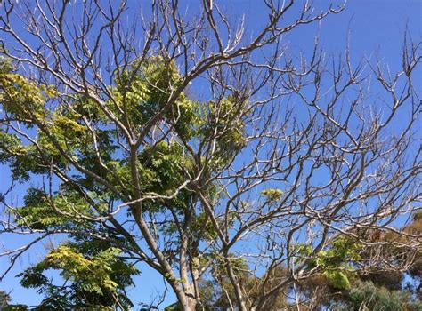 Polyphagouse Shot Hole Borer Pshb Treatment And Products Manuk