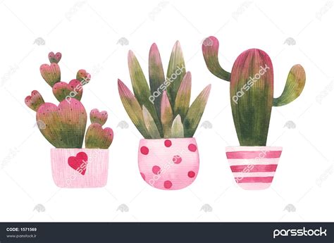 مجموعه ای از کاکتوس های صورتی سبز در تصویر گلدان زینتی روی زمینه سفید 1571569