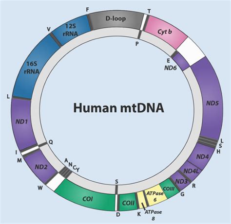 Does 23andme Use Mitochondrial Dna At Carlos Pratt Blog