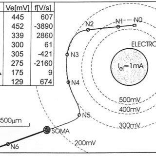 Position Of The Human Primary Auditory Nerve Neuron 3 Relative To A Download Scientific