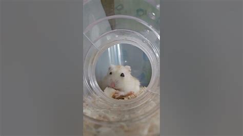하무하무 식빵먹는 햄스터 Youtube