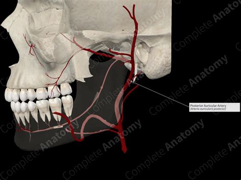 Posterior Auricular Artery Complete Anatomy