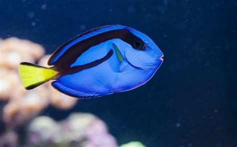 19 Animales De Color Azul Espléndidos Todosobrecolores
