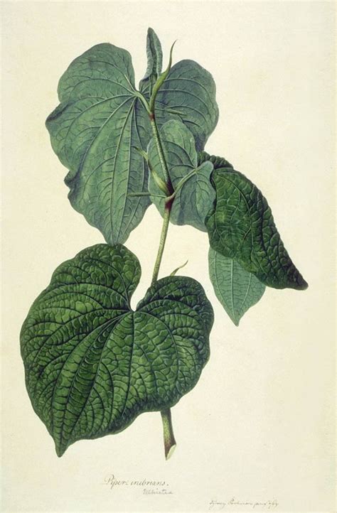 Wholesale Kava Kava Root Bulk Kava For Sale Dried