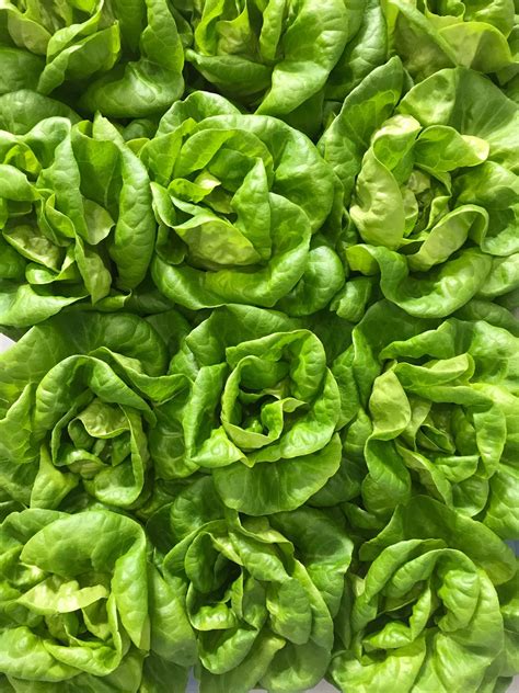 Juneau Greens Juneau Ak