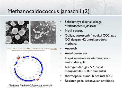 Ppt Methanogen Archaea Powerpoint Presentation Free Download Id 3854442