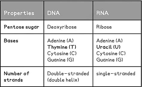 Dna Vs Rna Table