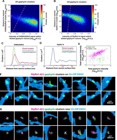 Mapping Synaptic Input Fields Of Neurons With Super Resolution Imaging Cell