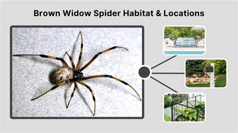 Brown Widow Spider Bite Eggs Range And Identification Guide