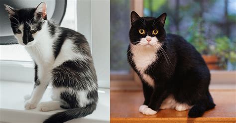 얼룩 고양이 종류와 특징 털색이 여러 개면 된다 비마이펫 라이프