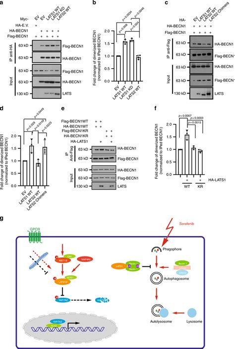 Lats1 Induces Inactive Beclin 1 Self Dimerization A Lats1 But Not