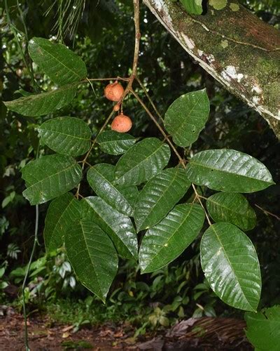 Protium (Genus Protium) · iNaturalist