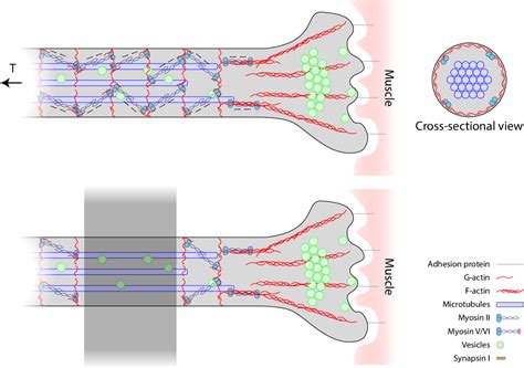 Figure 6 From A Connected Cytoskeleton Network Generates Axonal Tension In Embryonic 1