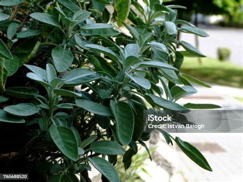 밝은 회색 아스팔트 표면과 도시 거리에 조밀 한 단풍상 부시 세부 사항 0명에 대한 스톡 사진 및 기타 이미지 0명 거리 계절 Istock