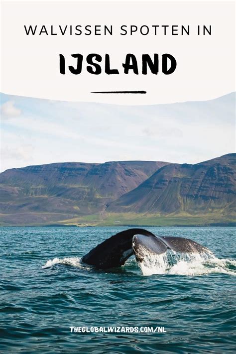 Walvissen Spotten In Ijsland Waar En Wanneer Onze Beste Tips · The Global Wizards Travel Blog