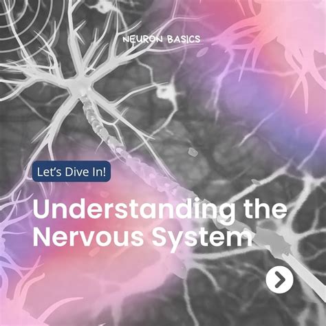 Neuron Basics Neuroscience And Nutrition Neuronbasics • Instagram Photos And Videos